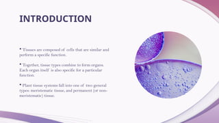 tissues cbse grade 9 science biology.pptx