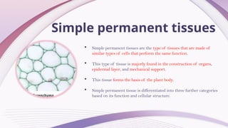 tissues cbse grade 9 science biology.pptx