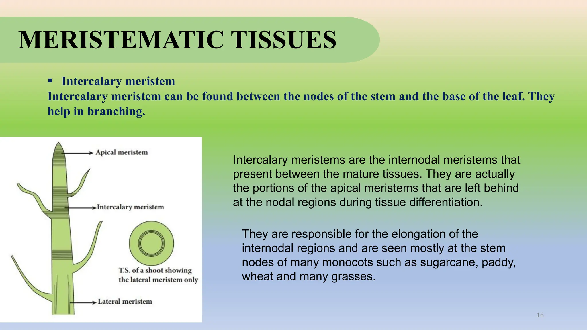 Grade 9 Tissues chapter CBSE for revision | PDF