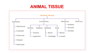 Comprehensive Overview of Plant and Animal Tissues and Their Functions ...