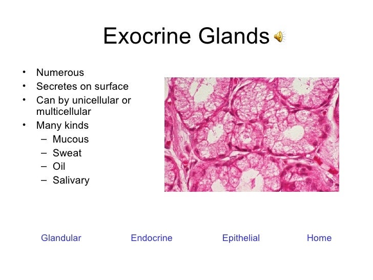 Tissues By Lauren Smith