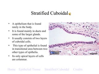 Tissues Cole Wilson | PPT