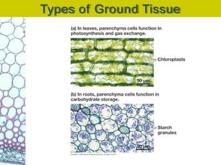 Tissues - Grade 7 PPT Types and functions.pptx