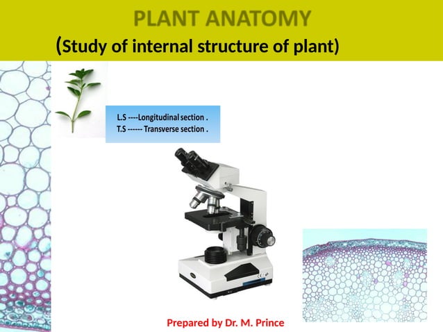 Tissues - Grade 7 PPT Types and functions.pptx