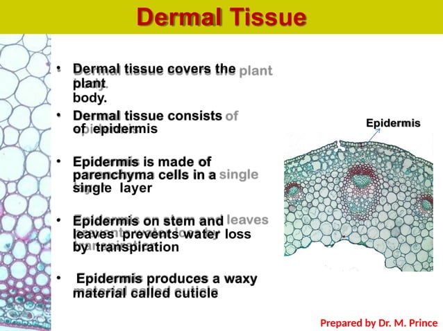 Tissues - Grade 7 PPT Types and functions.pptx