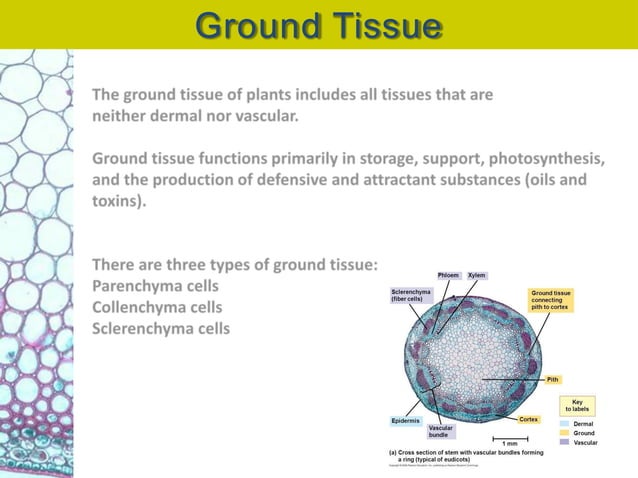 Tissues - Grade 7 PPT Types and functions.pptx