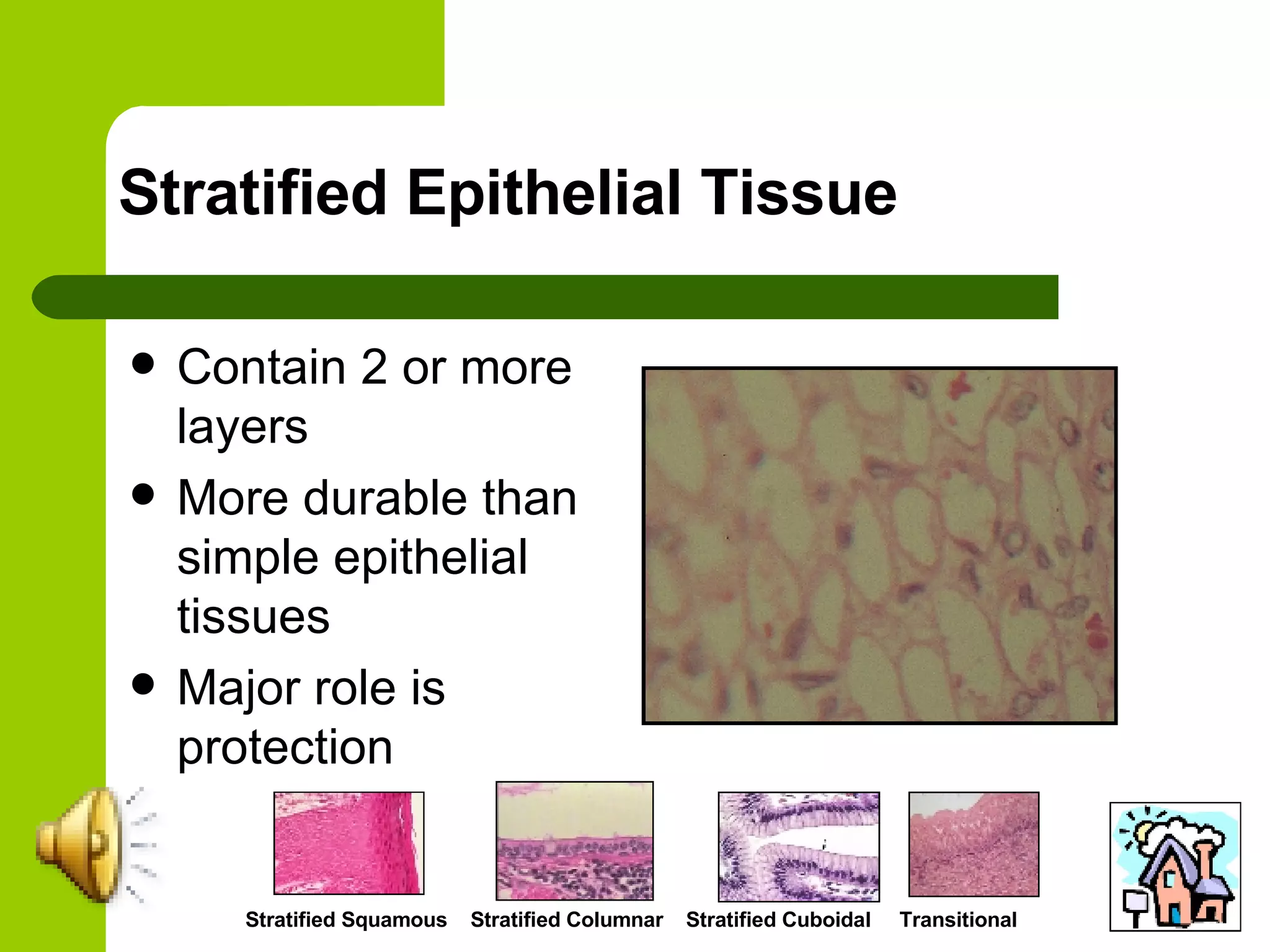 Tissues Office 2003 | PPT