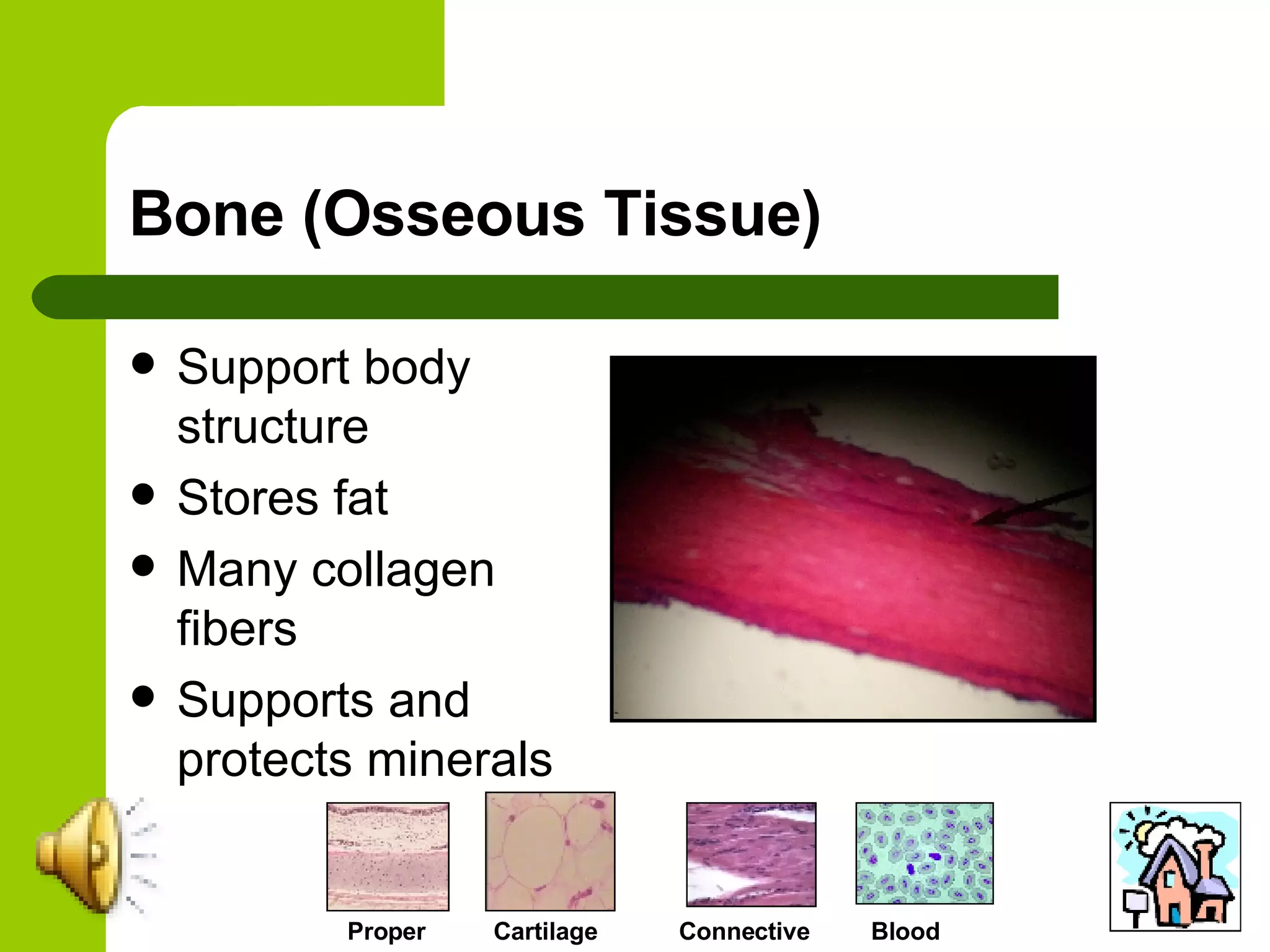 Tissues Office 2003 | PPT