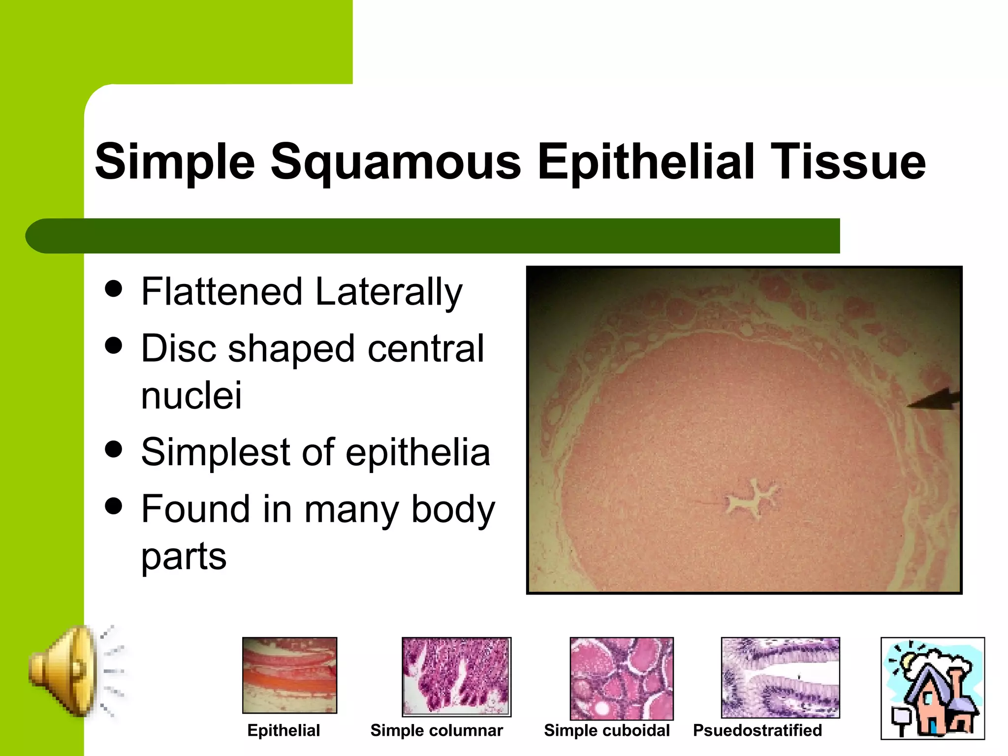 Tissues Office 2003 | PPT