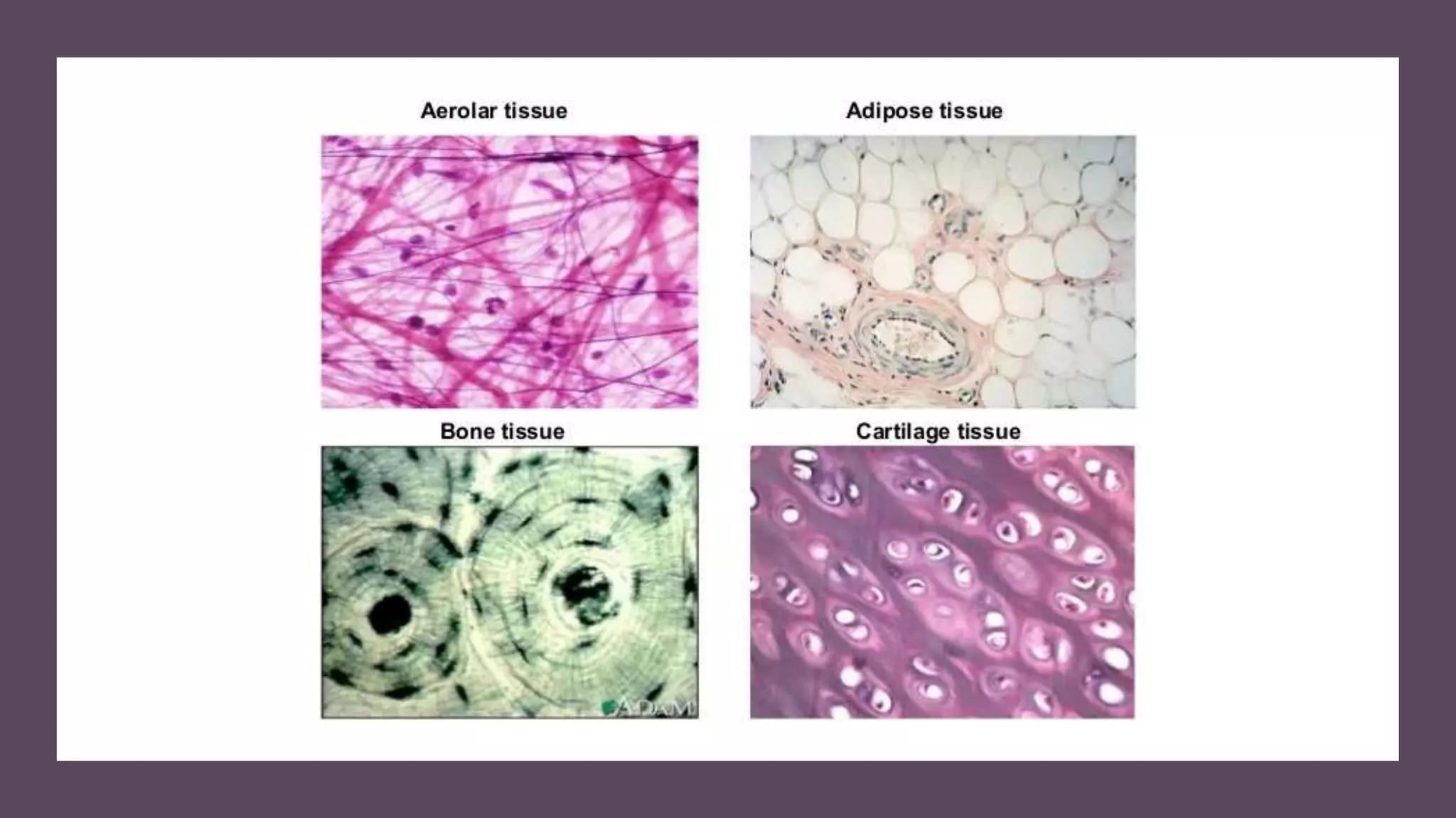 Tissues ppt- class 9 | PPTX