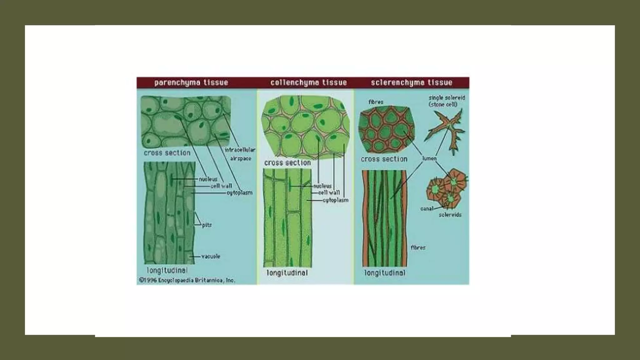 Tissues ppt- class 9 | PPTX