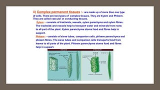 Tissues ppt- class 9 | PPTX