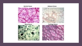 Tissues ppt- class 9 | PPTX