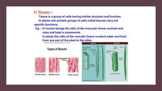 Tissues ppt- class 9 | PPTX