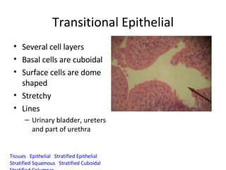 Tissues Project | PPT