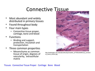 Tissues Project | PPT