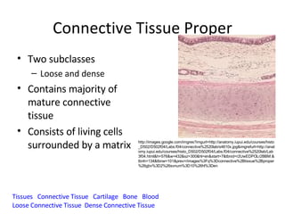Tissues Project | PPT