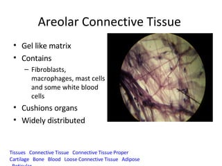 Tissues Project | PPT