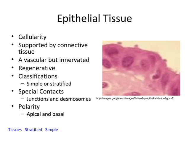 Tissues Project | PPT