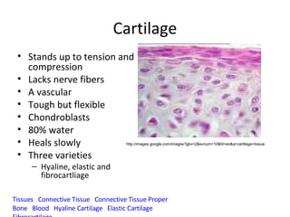 Tissues Project | PPT