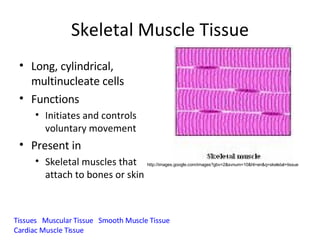 Tissues Project | PPT