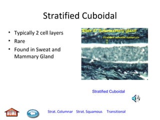 Tissues Project Jordan Rudack | PPT