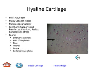 Tissues Project Jordan Rudack | PPT