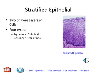 Tissues Project Jordan Rudack | PPT