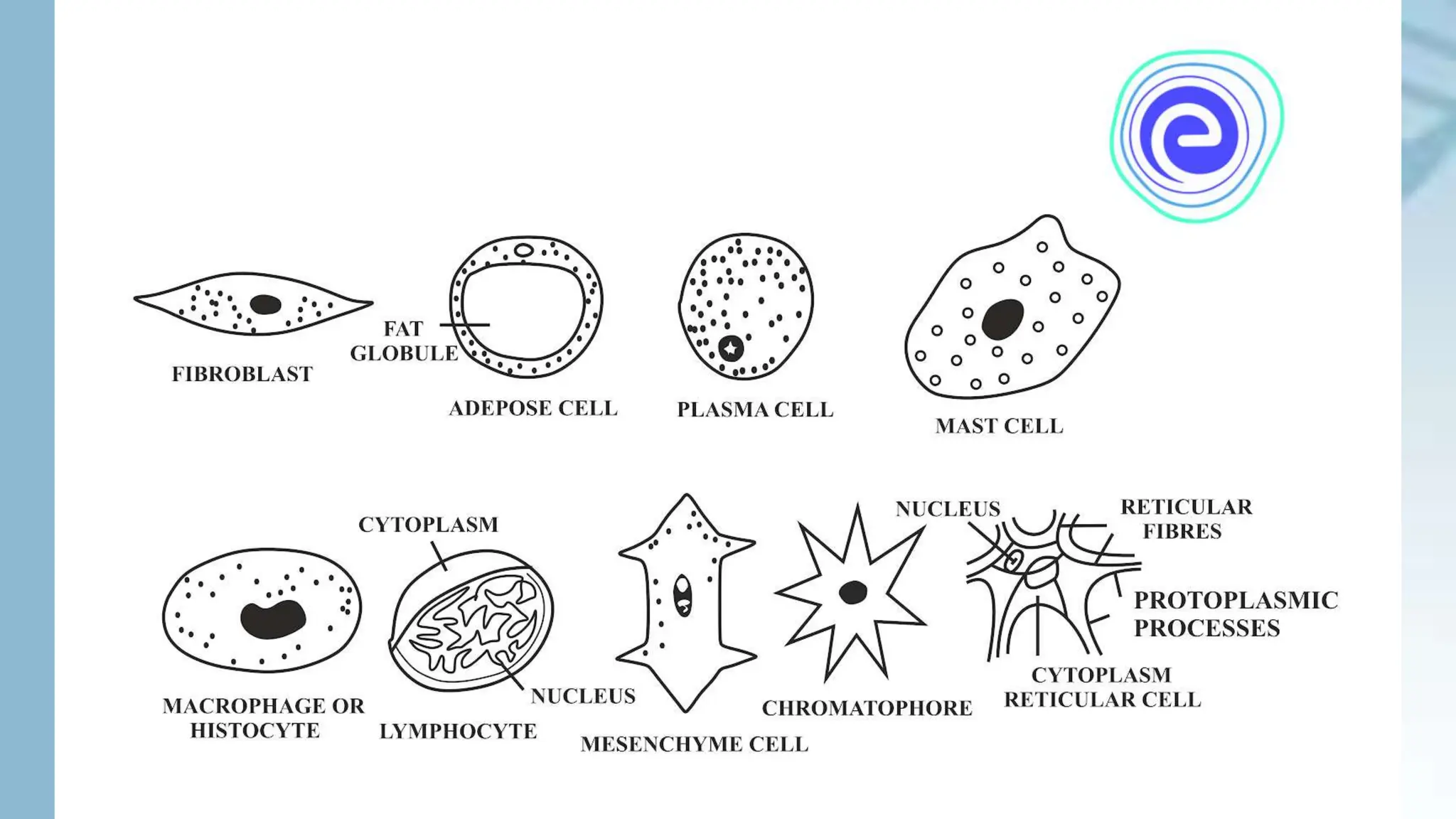 Tissues - slideshare.pptx