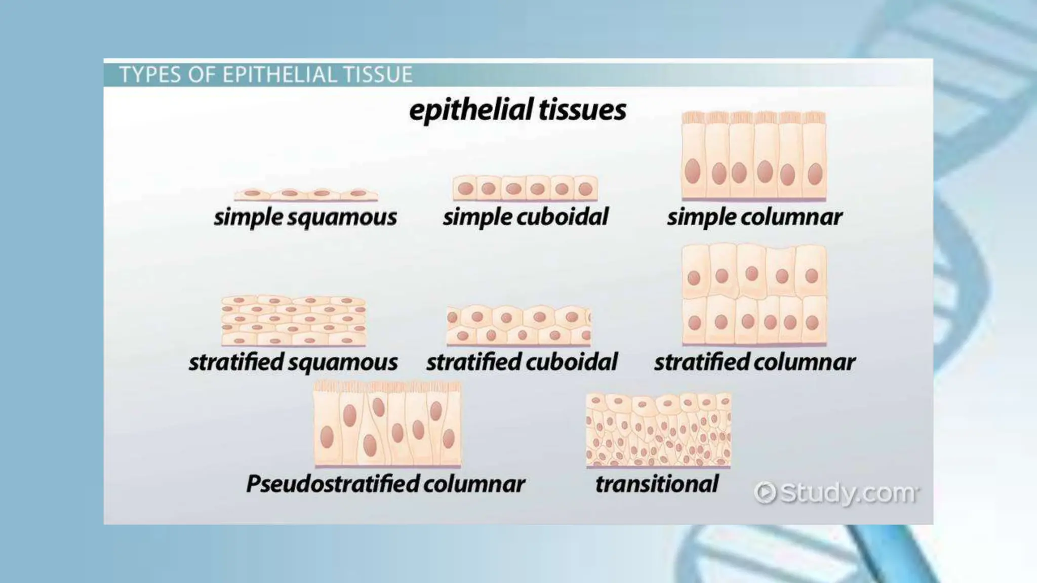 Tissues - slideshare.pptx