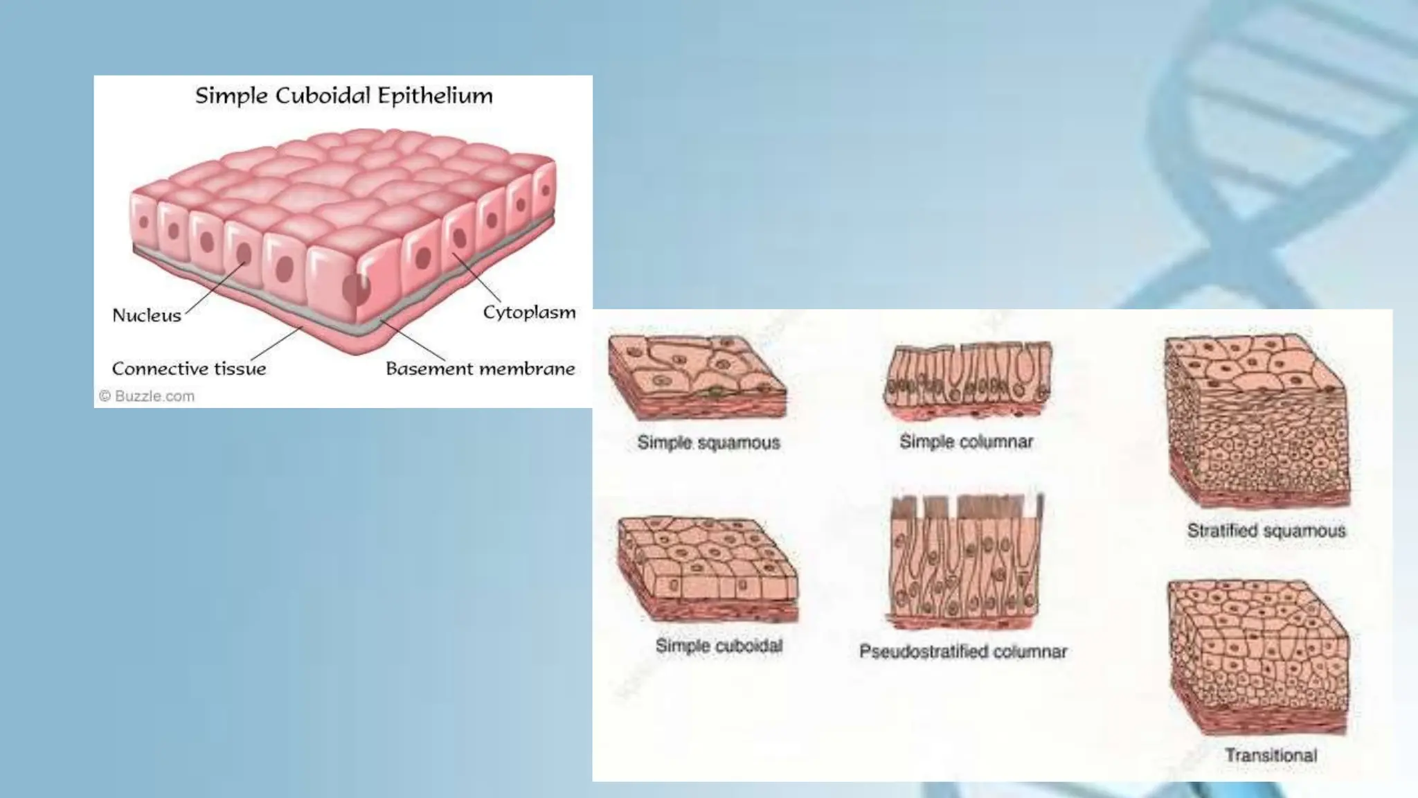 Tissues - slideshare.pptx