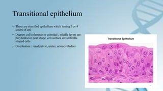 Tissues - slideshare.pptx