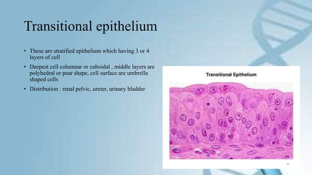 Tissues - slideshare.pptx