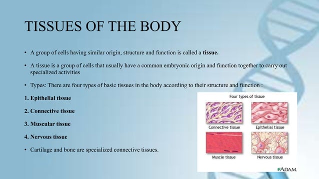 Tissues - slideshare.pptx