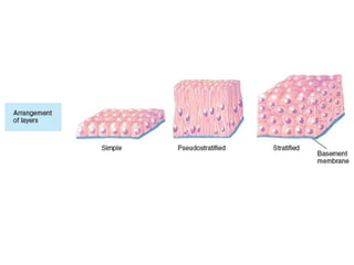 TISSUES - TYPES characteristics classification and location | PPTX