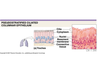 TISSUES - TYPES characteristics classification and location | PPTX