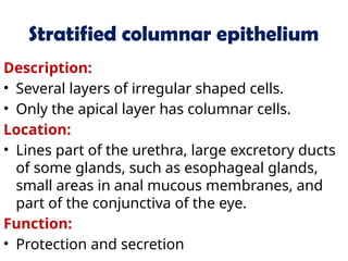 TISSUES - TYPES characteristics classification and location | PPTX