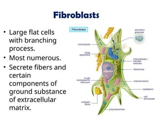 TISSUES - TYPES characteristics classification and location | PPTX