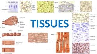 Types of Tissues present in human body.pptx