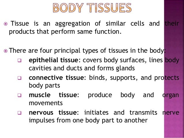 3 Types Of Permanent Tissues And Their Functions