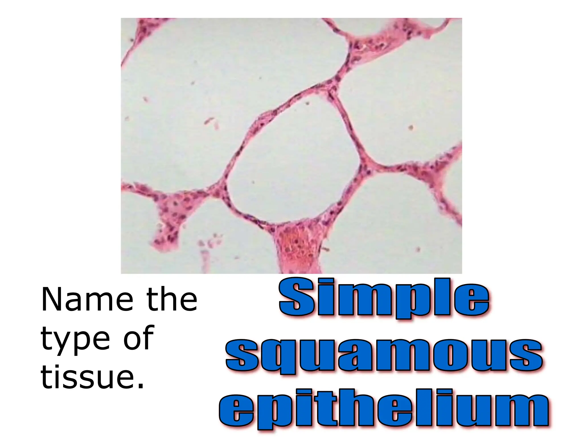 Four types of tissues: Epithelial tissue; Connective tissue; Muscle ...