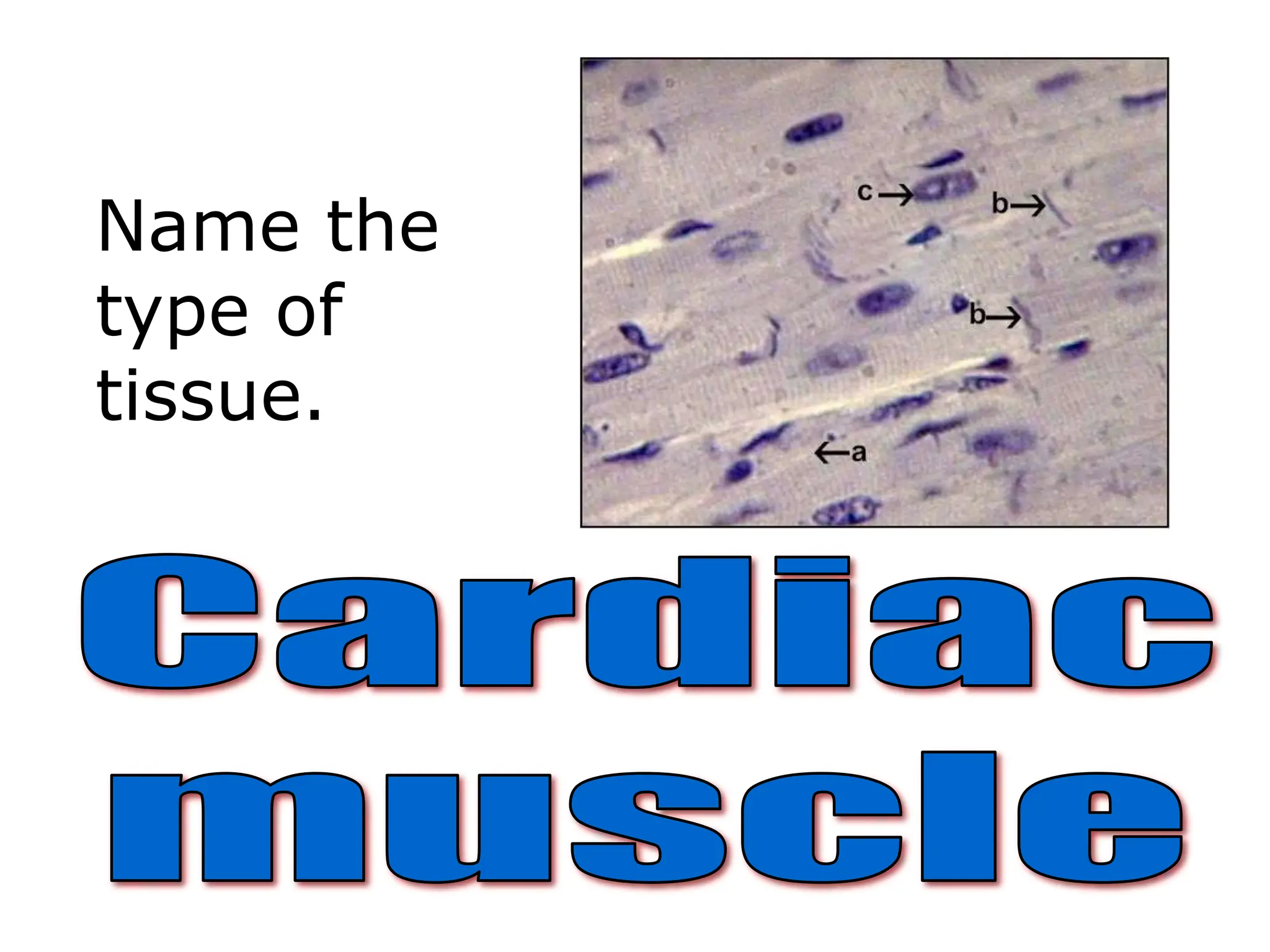 Four types of tissues: Epithelial tissue; Connective tissue; Muscle ...