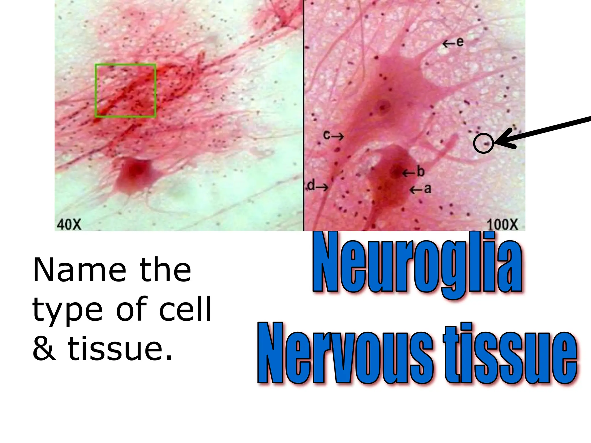 Four types of tissues: Epithelial tissue; Connective tissue; Muscle ...