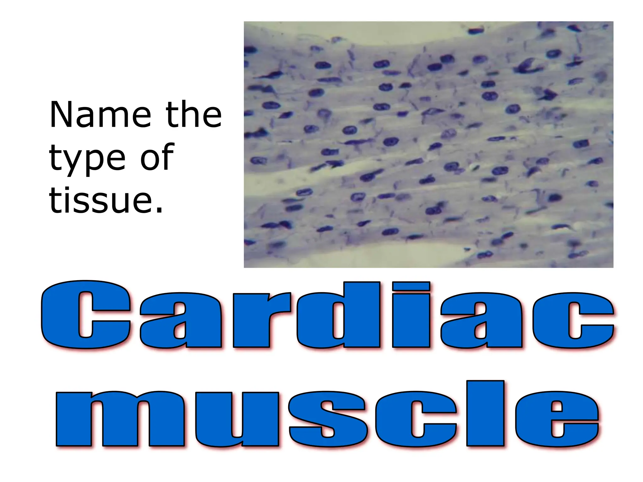 Four types of tissues: Epithelial tissue; Connective tissue; Muscle ...