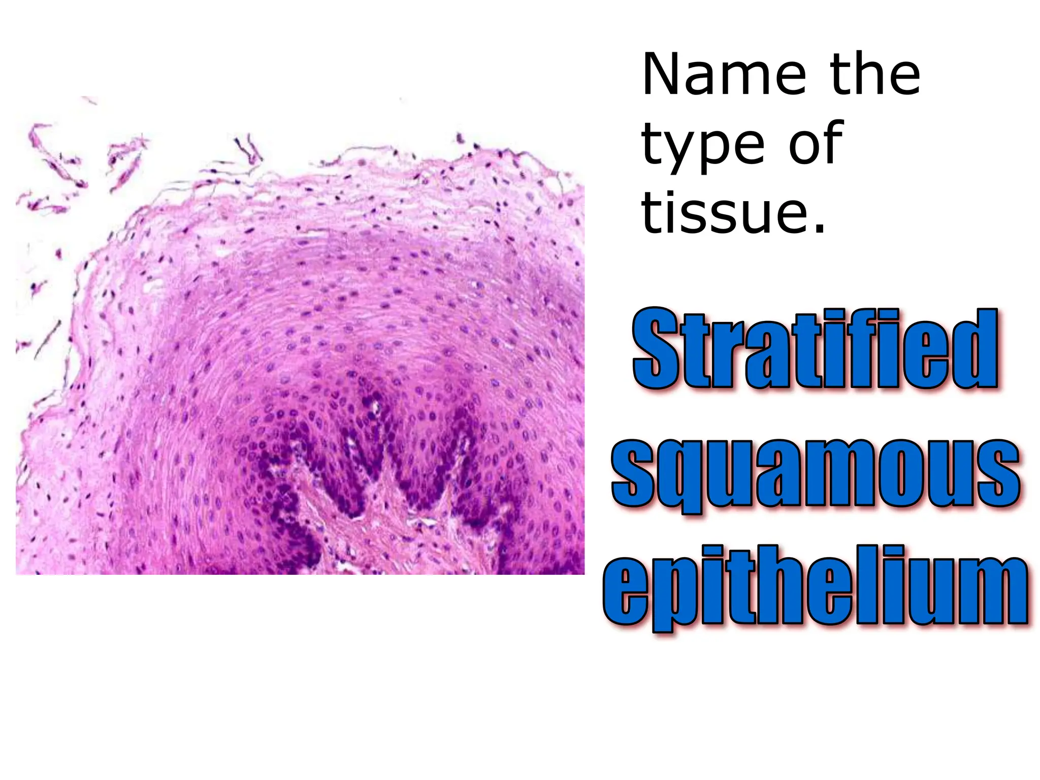 Four types of tissues: Epithelial tissue; Connective tissue; Muscle ...