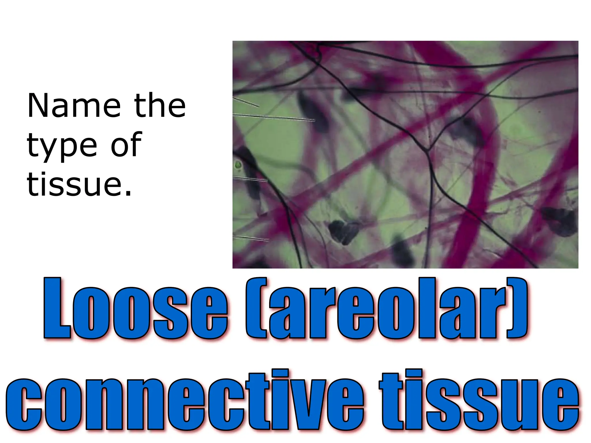 Four types of tissues: Epithelial tissue; Connective tissue; Muscle ...