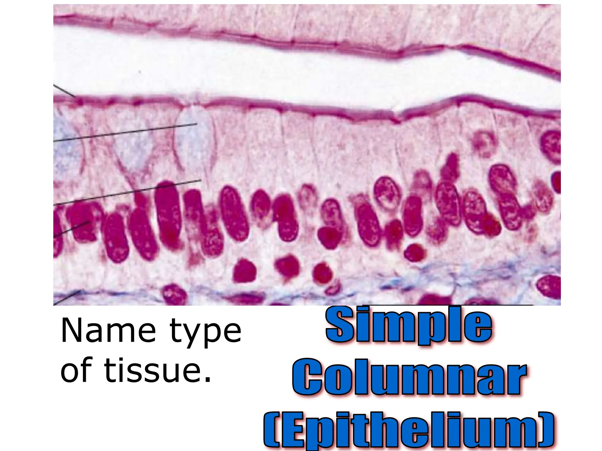 Four types of tissues: Epithelial tissue; Connective tissue; Muscle ...