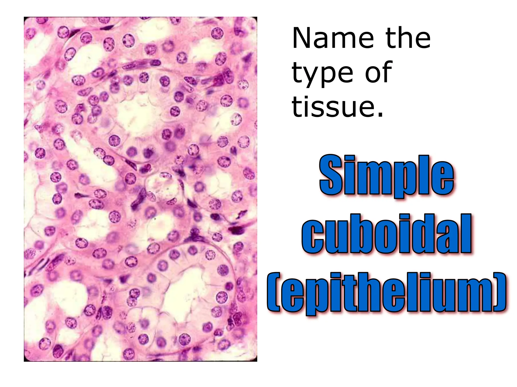 Four types of tissues: Epithelial tissue; Connective tissue; Muscle ...