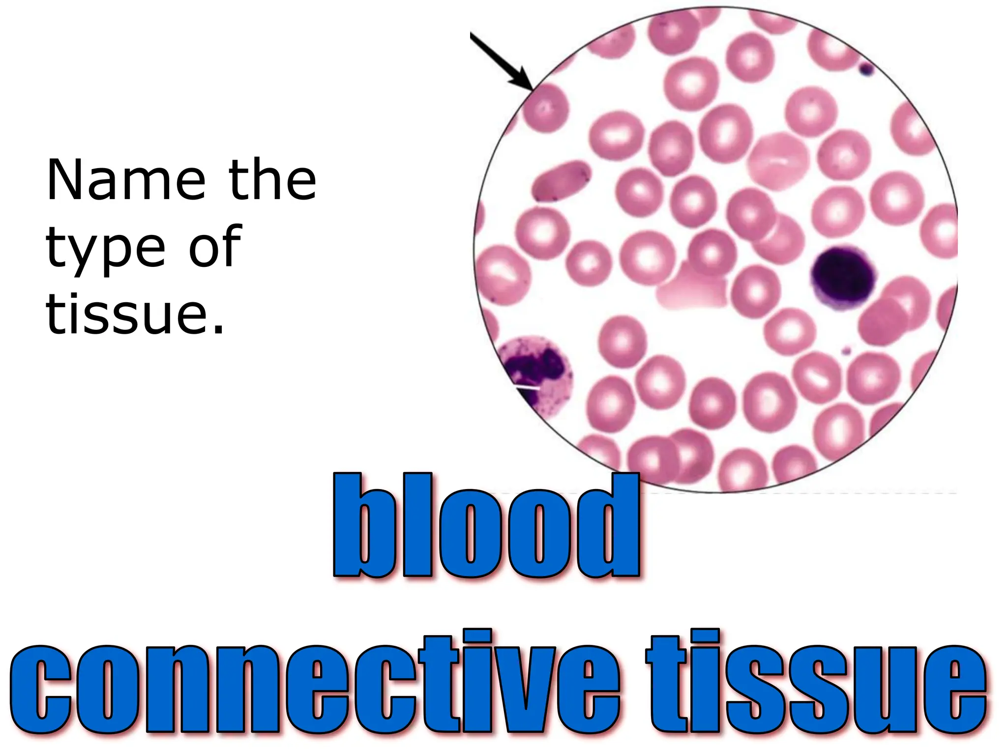 Four types of tissues: Epithelial tissue; Connective tissue; Muscle ...