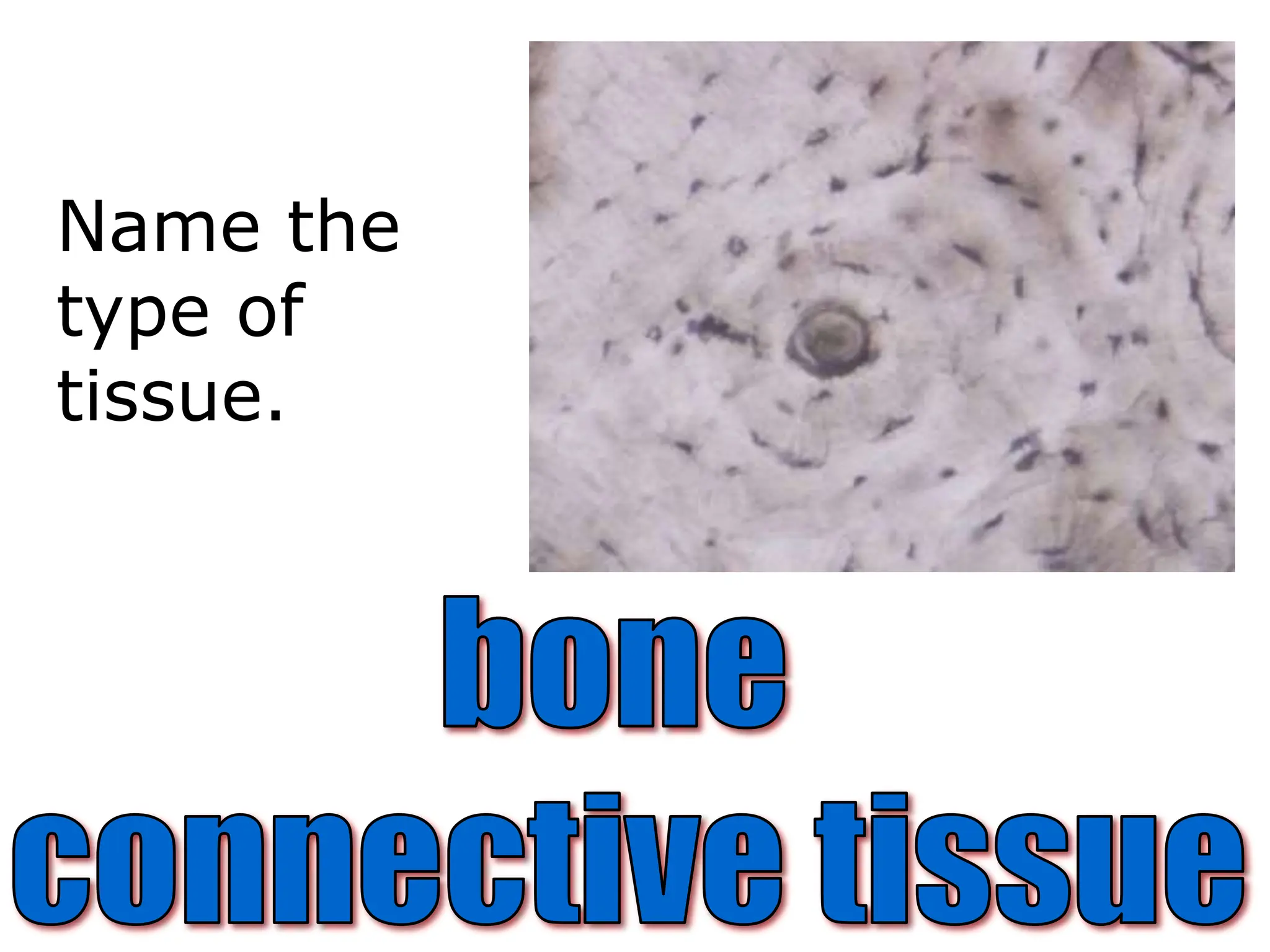 Four types of tissues: Epithelial tissue; Connective tissue; Muscle ...